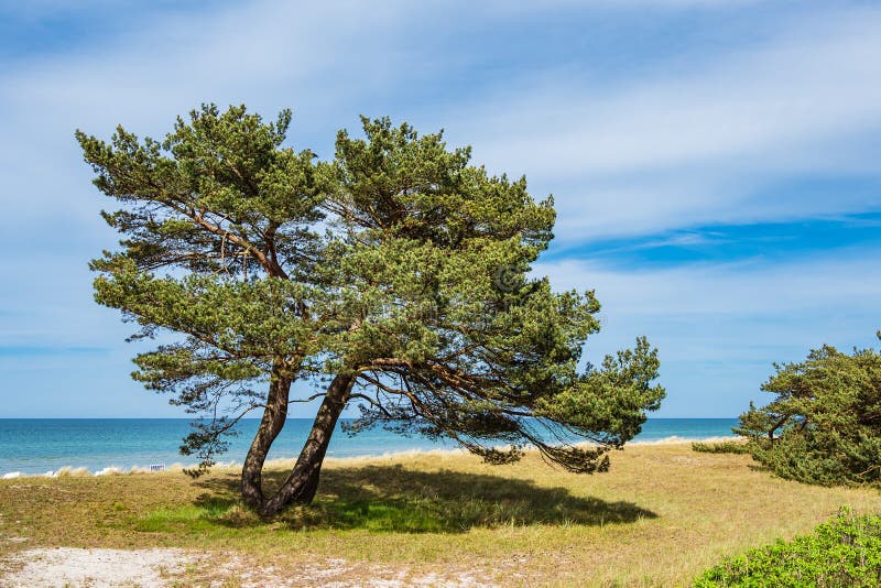 Trees on Shore of the Baltic Sea Stock Photo - Image of fischland ...