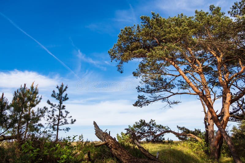 Trees on Shore of the Baltic Sea Stock Photo - Image of outdoor, trees ...