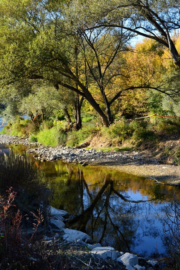 Trees on the shore stock photo. Image of landcape, nature - 127918672