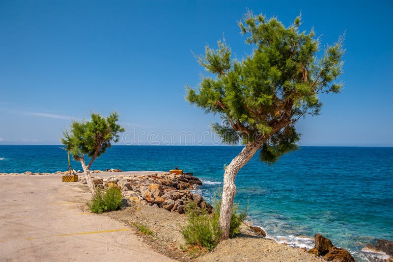 Trees on the shore stock photo. Image of tourism, promenade - 253406164