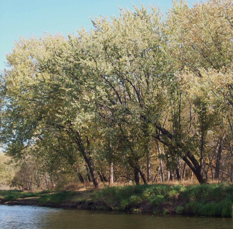 Trees on the Shoreline stock image. Image of shore, forest - 53797065