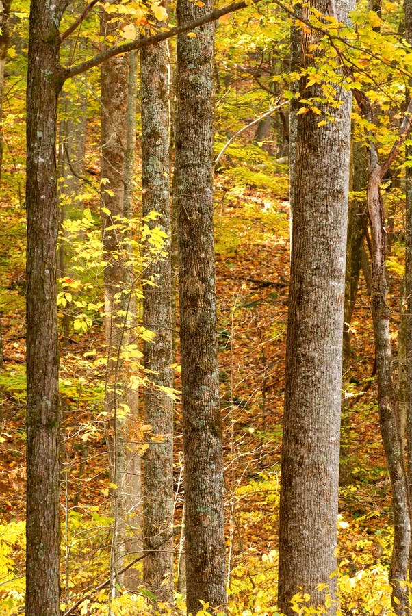 Oak Tree in Early Autumn stock photo. Image of landscape - 5429964