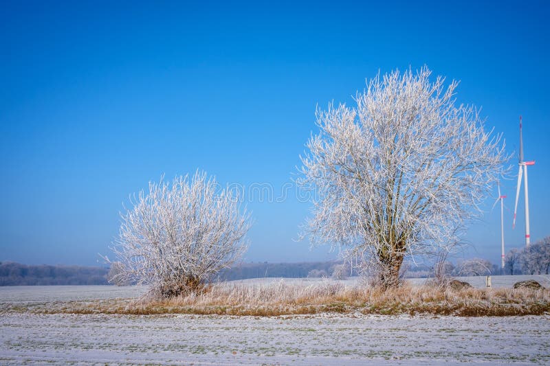 Trees and Shrubs are Covered in Icy Frost in Winter Stock Photo - Image ...