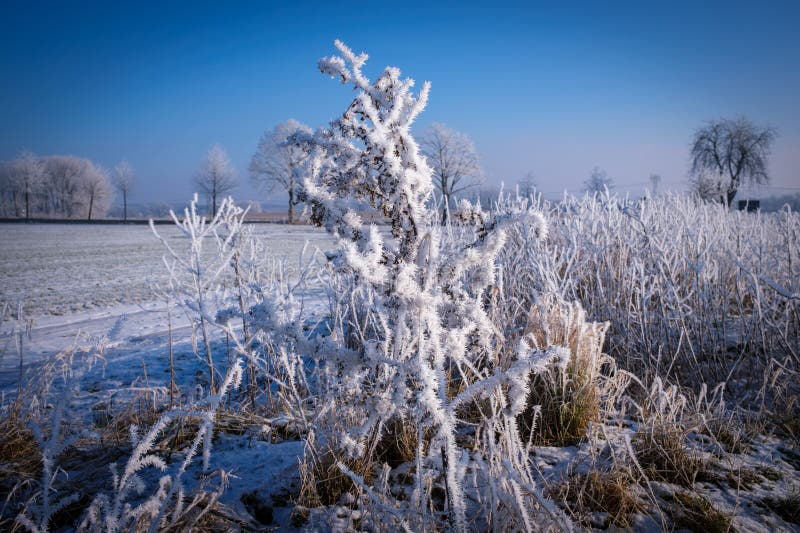 Trees and Shrubs are Covered in Icy Frost in Winter Stock Image - Image ...
