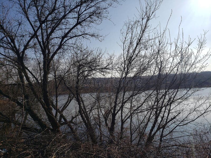 Springtime. Shrubs and Trees on the River Bank Stock Photo - Image of ...