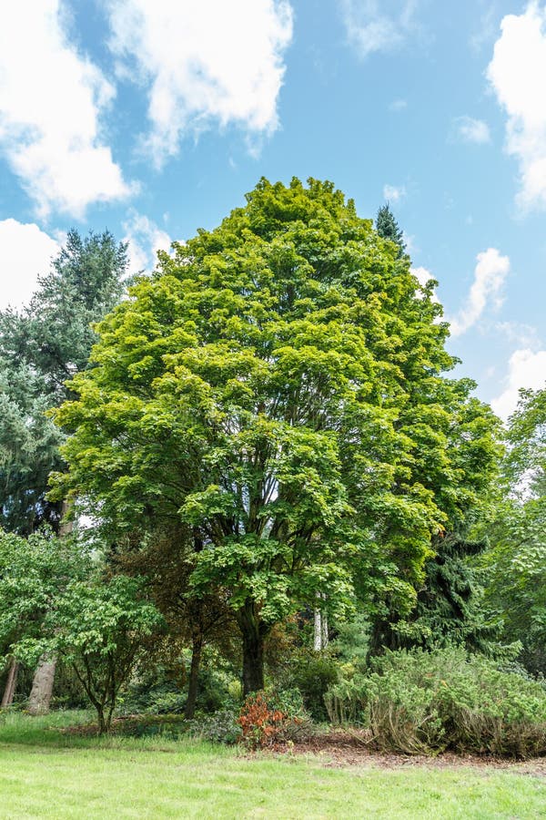 Trees and shrubs stock photo. Image of plant, almira - 99308444