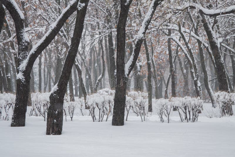 Trees and Shrubs in the Park Covered with Snow Stock Photo - Image of ...
