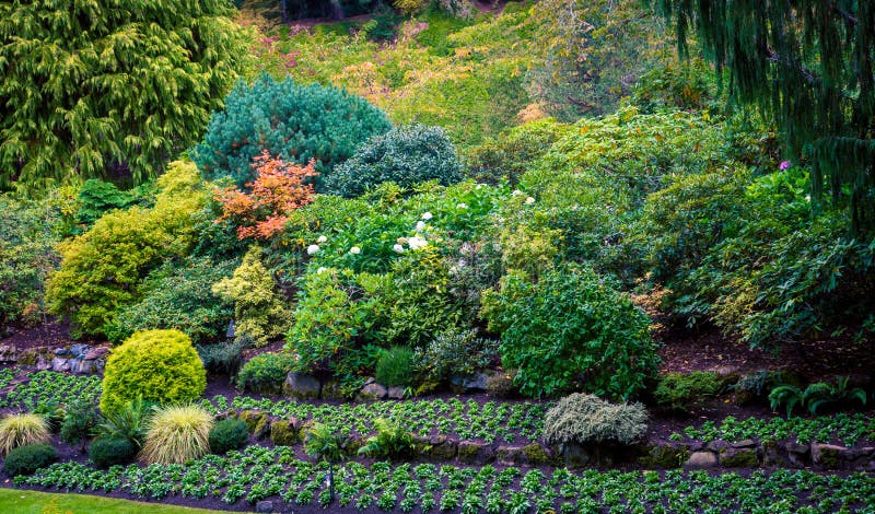 Trees and shrubs in a park stock image. Image of plant - 206554011