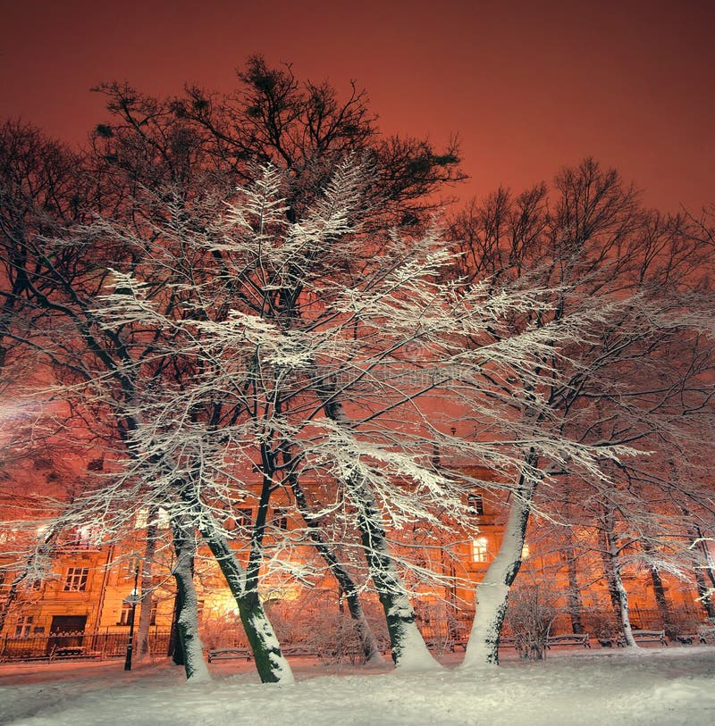 Trees and Shrubs in the Snow in a Park in Winter Night Stock Image ...