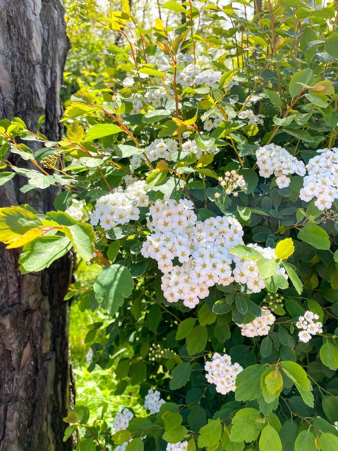Trees and Shrubs with White Flowers in a Spring Garden. Free Space ...