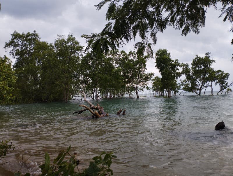 The Trees and the Shy Horizon Stock Photo - Image of river, forest ...