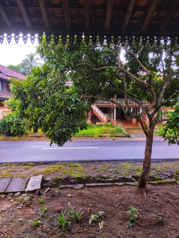 Trees on the Side of the Highway Trees on the Side of the Highway Stock ...