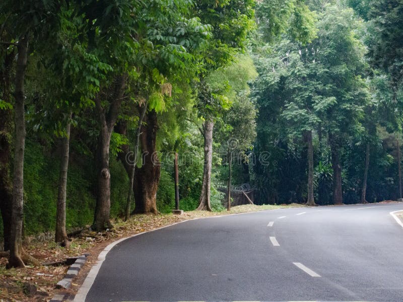 Trees by the Side of a Lonely Road Stock Photo - Image of woodland ...