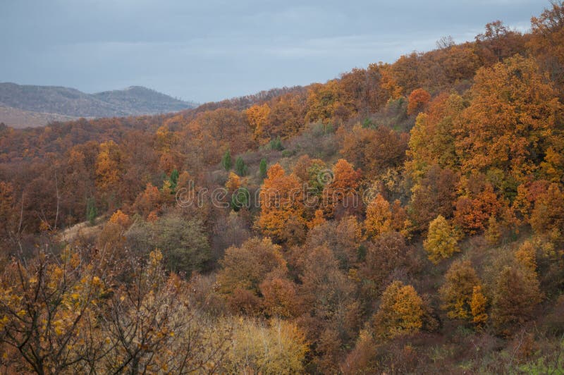 Trees on the Side of a Mountain during Autumn Stock Photo - Image of ...