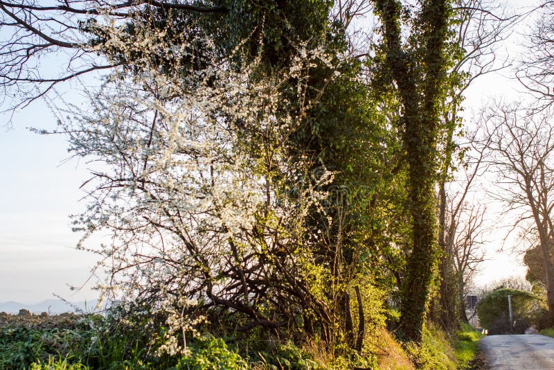 Trees at the Side of the Road. Stock Image - Image of environment ...