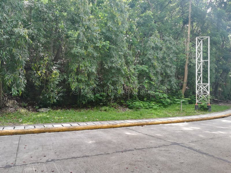 Trees on the Side of the Road Stock Photo - Image of hiking, foliage ...