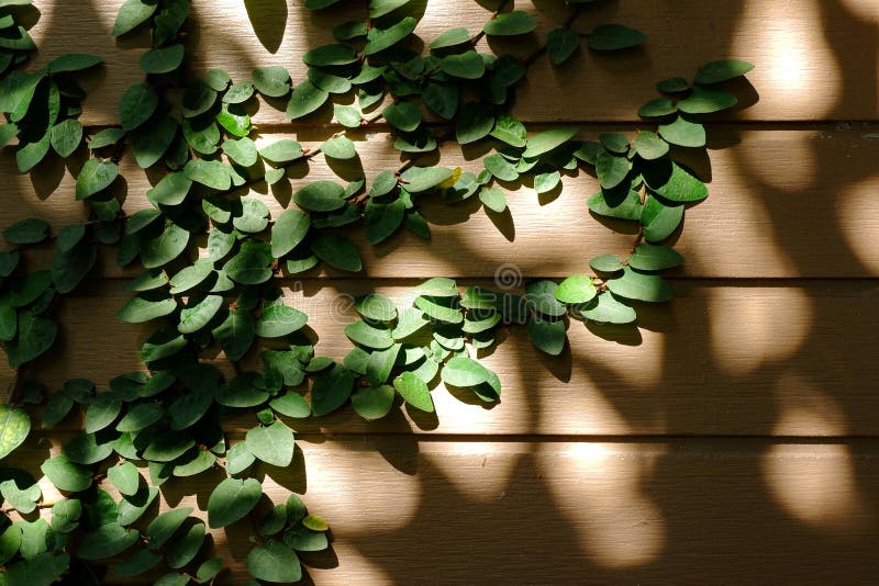 Trees that are on the Side of the Wall. Stock Photo - Image of focus ...