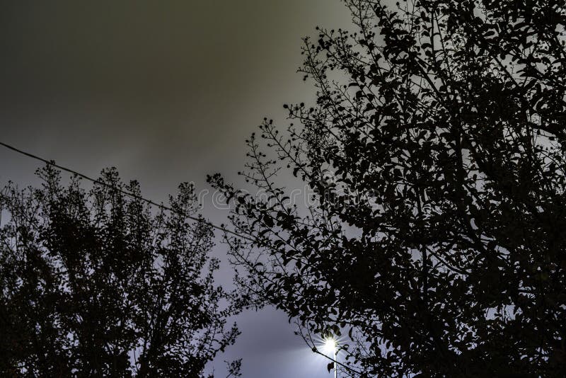 310 Ominous Creepy Trees Silhouette Stock Photos - Free & Royalty-Free ...