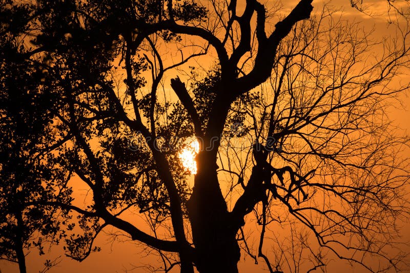Trees silhouette sunset stock photo. Image of black, wood - 68468012