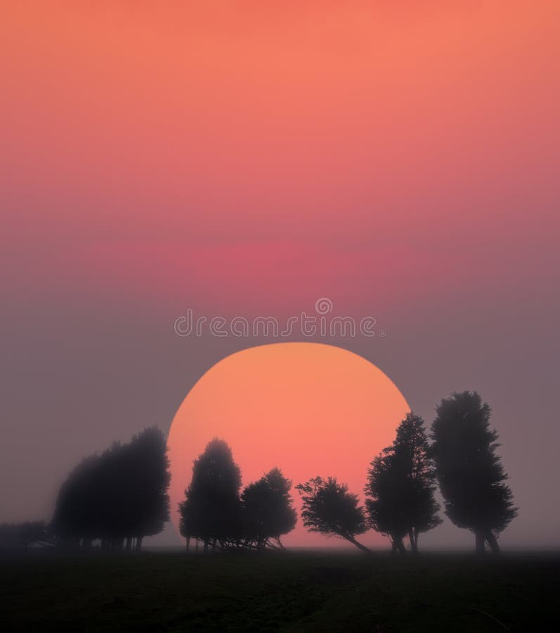 Trees Silhouette at Sunset with Red Sun Stock Photo - Image of twilight ...