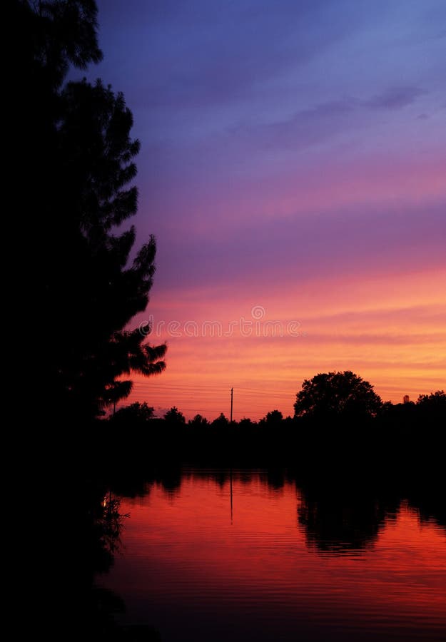 Trees Silhouetted Against the Sunset Stock Image - Image of scenics ...