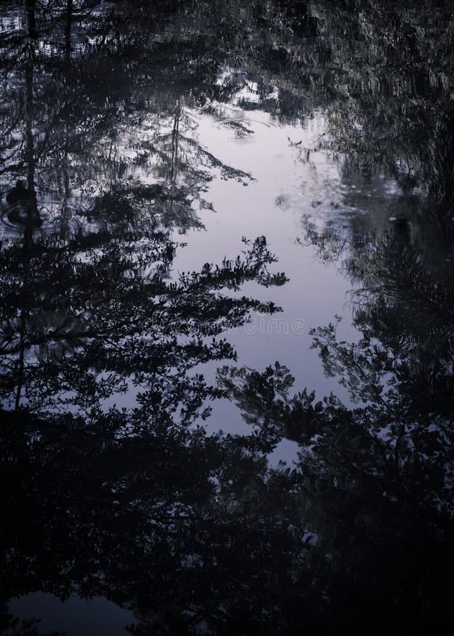 Trees Silhouettes Reflection on the River Water Surface Stock Image ...