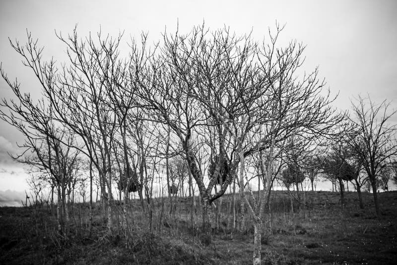 Trees sinister field stock image. Image of landscape - 67332273