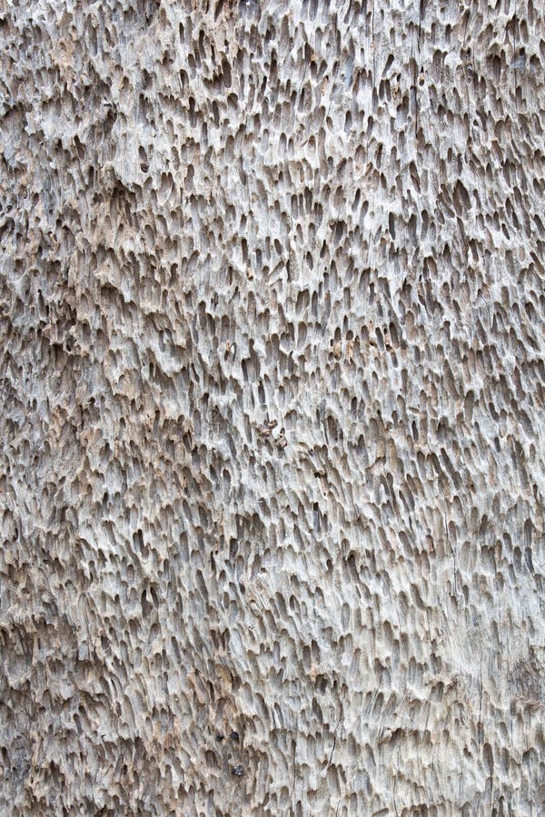 Trees skin stock photo. Image of carpentry, surface, rural - 32521810