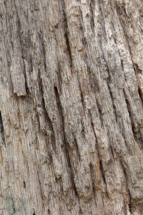 Trees skin stock photo. Image of carpentry, surface, rural - 32521810