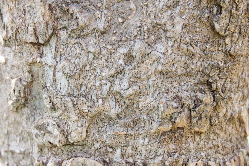 Trees skin stock photo. Image of natural, brown, protection - 56271312