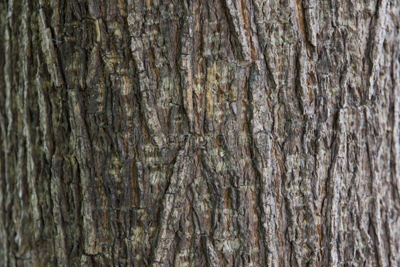 Trees skin stock photo. Image of carpentry, surface, rural - 32521810