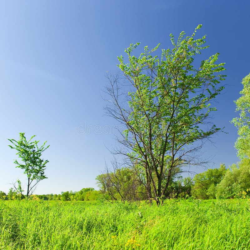 Trees and sky stock image. Image of scene, country, natural - 10535123