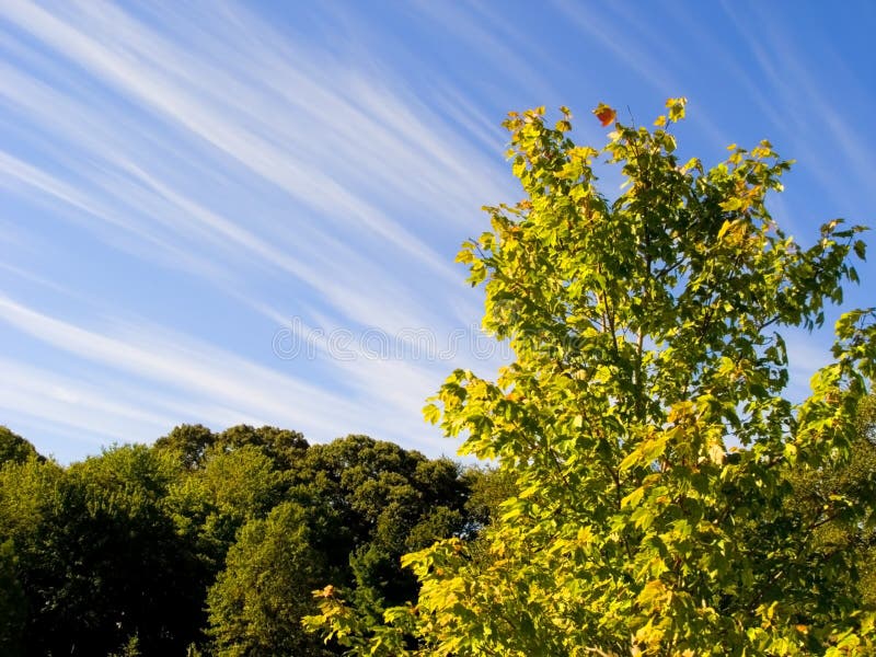 Trees and Sky stock photo. Image of tree, science, sunlight - 1287226