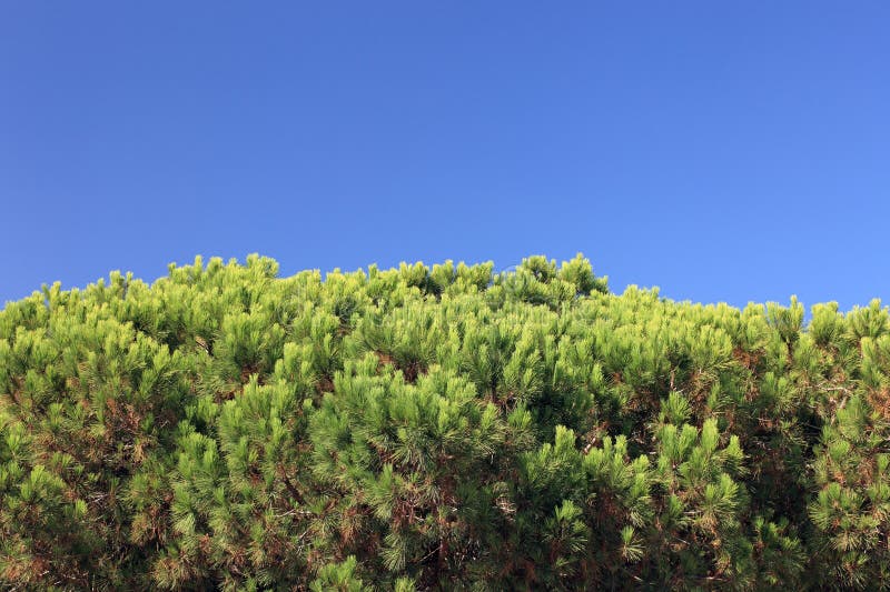 Trees and sky. stock photo. Image of backdrop, caparica - 18208466