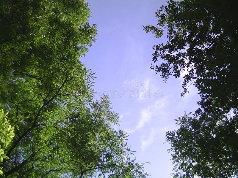Trees and sky stock photo. Image of clouds, summer, blue - 619702