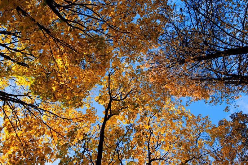 Converging Trees stock photo. Image of nature, trees, converging - 9220698