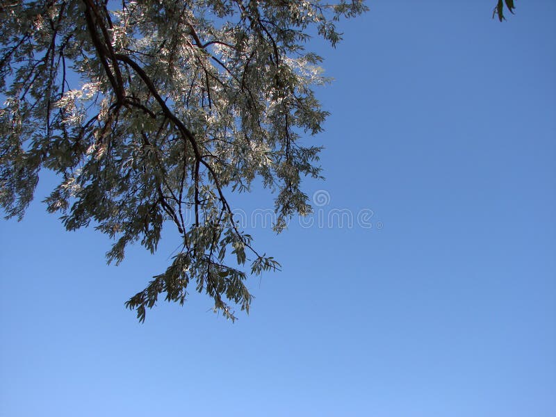 Trees and Sky, Trees on Background of Sky Stock Photo - Image of ...
