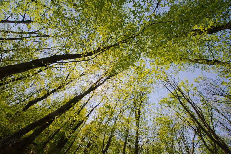 Trees and sky from below stock photo. Image of natural - 28992166