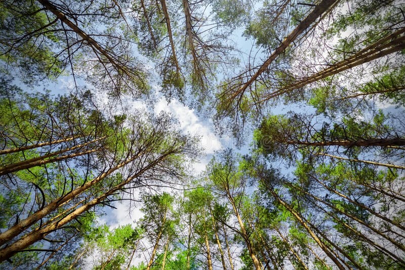 Trees and sky from below stock photo. Image of branch - 114013822