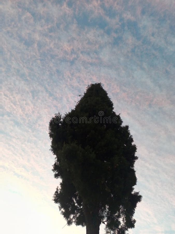 Trees and Sky in the Best Weather Stock Photo - Image of wind, plant ...