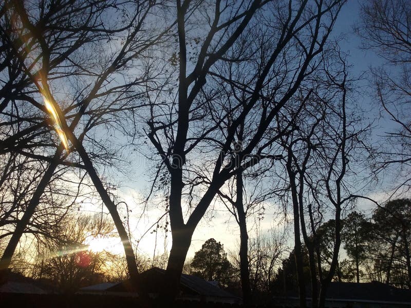 Trees in Winter when the Sun Set Stock Photo - Image of contrasts ...