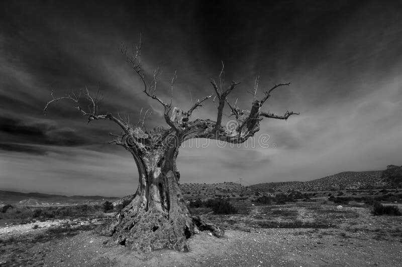 Trees and sky stock photo. Image of dead, grass, tree - 75953098