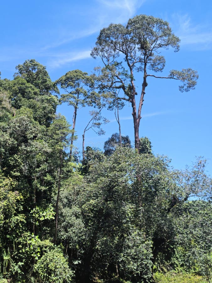 Trees and Sky in the Forest of Borneo Island & X28;2& X29; Stock Image ...