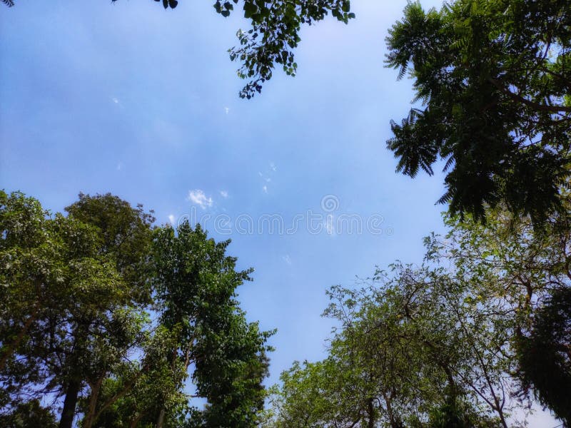 Trees in sky stock image. Image of nature, plant, garden - 150422217