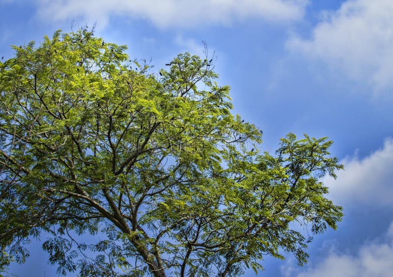 Trees and Sky stock image. Image of weather, background - 84359271