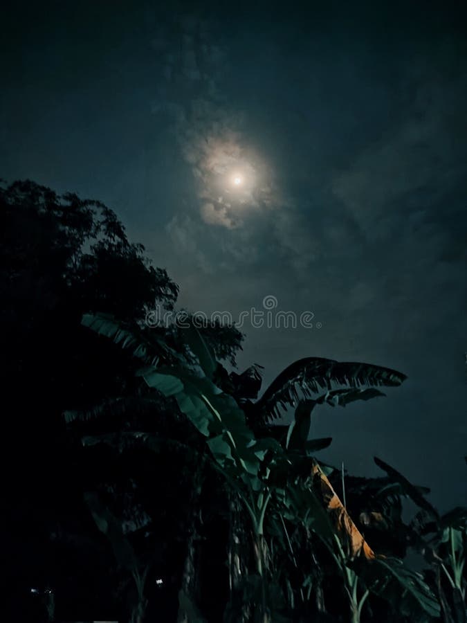Trees, sky, moon, shadows stock image. Image of pohon - 278233867