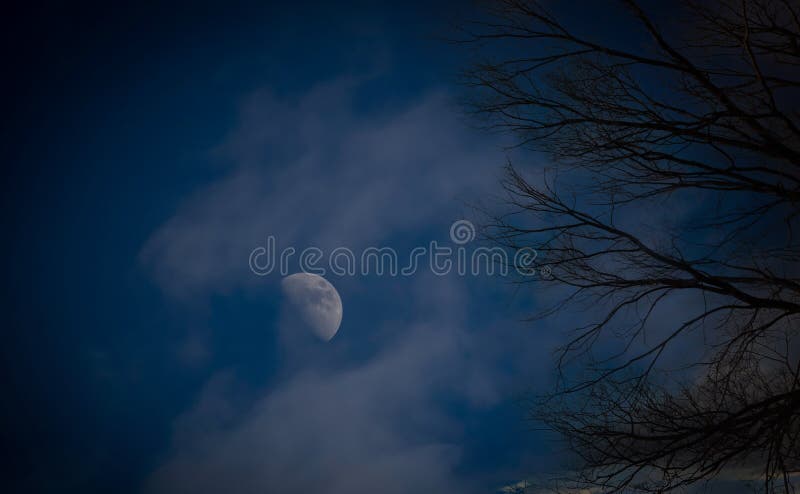 Trees and Sky with Moon stock image. Image of skyward - 218246461