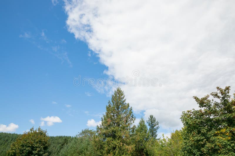 Trees and Sky in Oregon stock photo. Image of beauty - 105035982