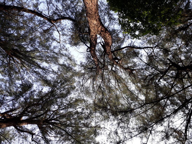 Trees and Sky, Park Trees, Indian Park in Goa. Stock Image - Image of ...