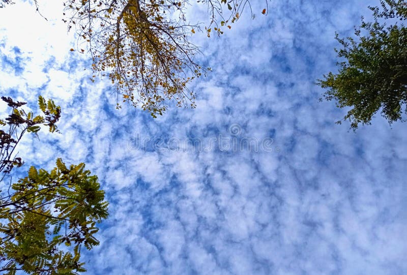 Trees in sky stock photo. Image of spring, depicts, beauty - 213621400